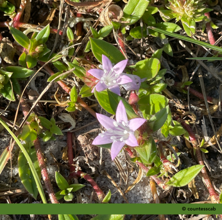 Largeflower Mexican clover – Hundred Acre Hollows